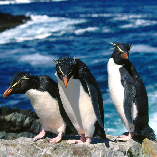 Play Penguin Puzzle - Play on ABCya Games